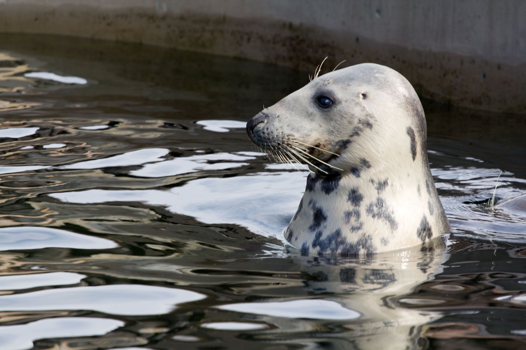 Fokarium w Helu - informacje - Meteor